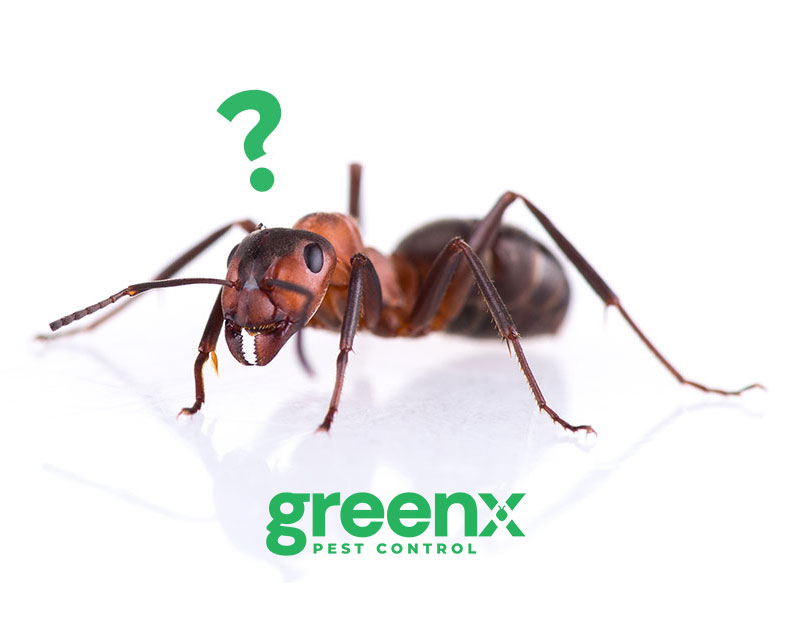 Free Pest Identification - TruX Pest Control